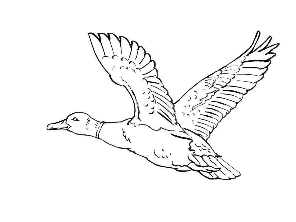 Canard 8 - Coloriages Animaux - Canards