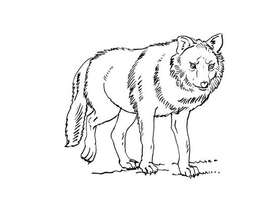 Coloriage Loup Coloriage Loups Coloriages Animaux