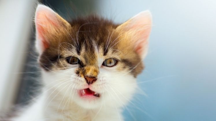 Humour Chaton Rigolo | Humourew