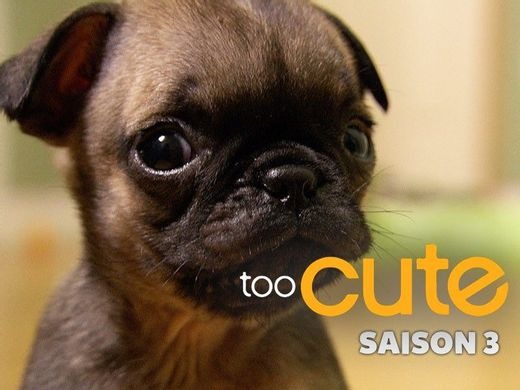 Too Cute - Saison 3 - Gulli Replay