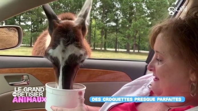 Video Le Grand Bêtisier Des Animaux Émission 3 S01 E03